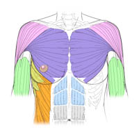 Chest muscle diagram 1 (female) : INFOGRAPHY (인포그라피)