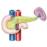 Pancreas with vessel (posterior) : INFOGRAPHY (인포그라피)