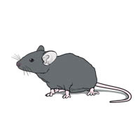 Mouse (lateral) : INFOGRAPHY (인포그라피)