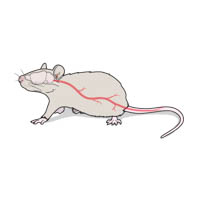 Mouse with artery (lateral) : INFOGRAPHY (인포그라피)