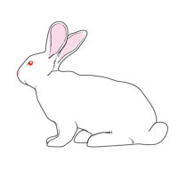 Rabbit (lateral) : INFOGRAPHY (인포그라피)