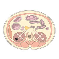 Peritoneum(cross section) : INFOGRAPHY (인포그라피)