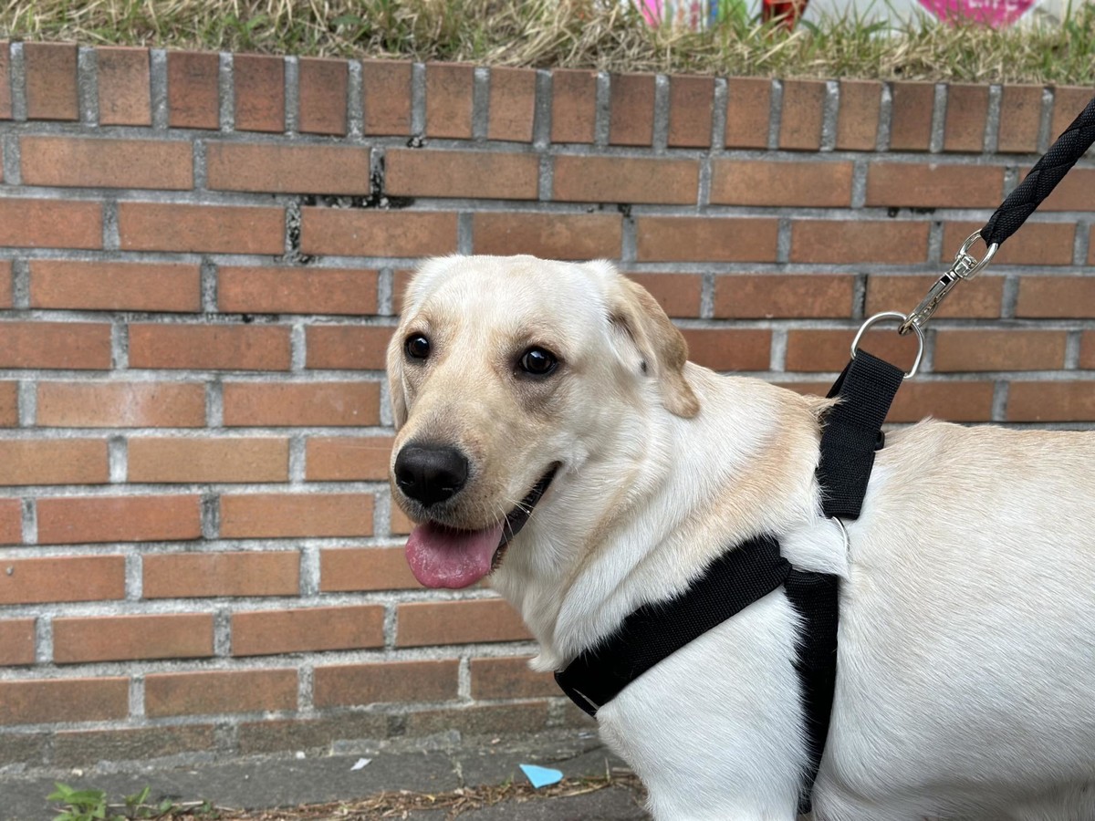 래브라도 리트리버 가루 이탈리아그레이하운드입양 치와와입양 폼스키입양 폼치입양 폼피츠입양 푸숑입양 고양이입양 랙돌입양 러시안블루입양 먼치킨입양 브리티쉬숏헤어입양 노르웨이숲입양