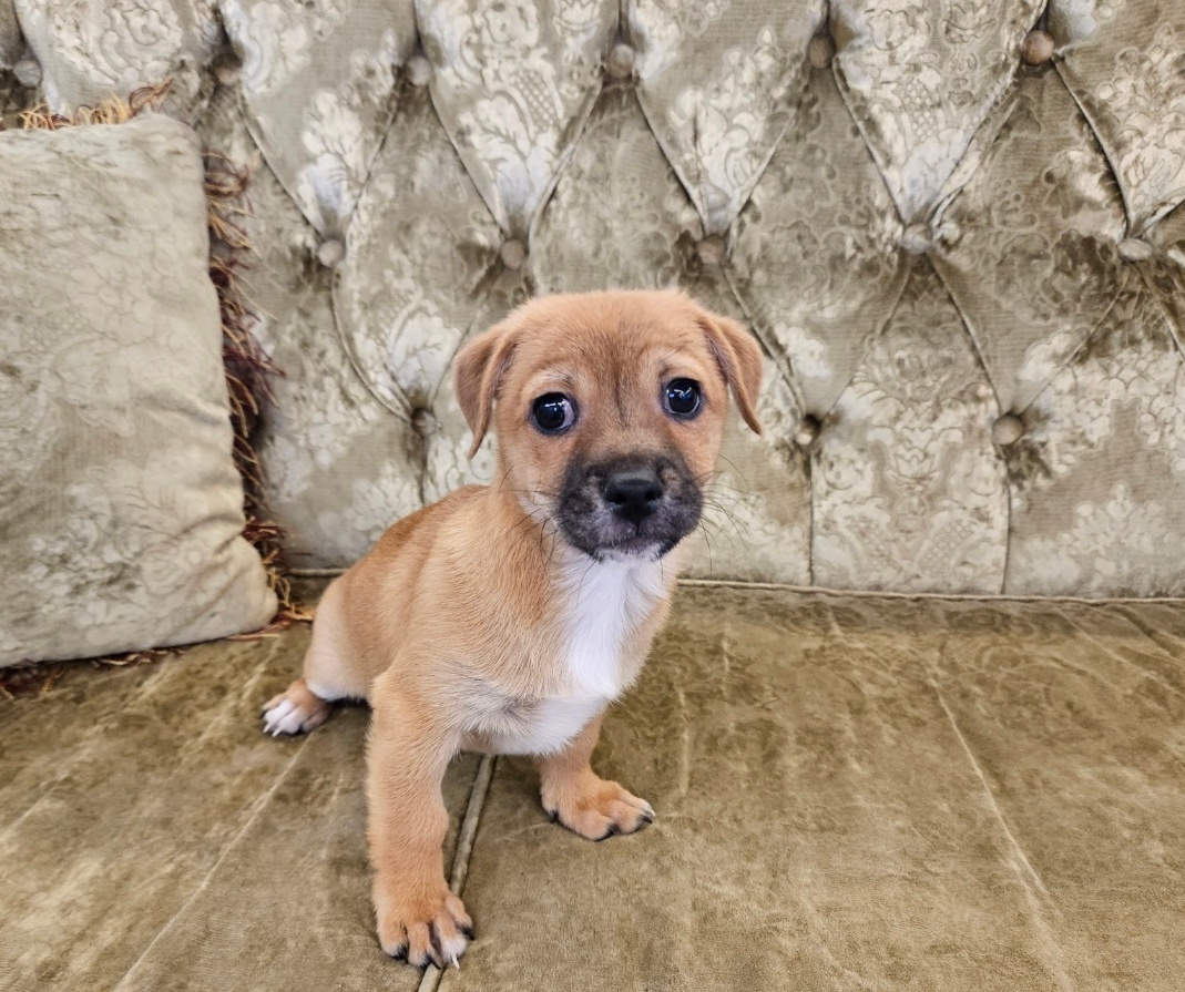 믹스견 호두 책임분양 치와와키우는방법 코카스파니엘키우는방법 폼스키키우는방법 폼치키우는방법 폼피츠키우는방법 푸숑키우는방법 노르웨이숲키우는방법 뱅갈키우는방법 샴키우는방법 셀커크