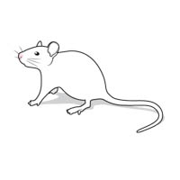 Mouse (lateral) : INFOGRAPHY (인포그라피)