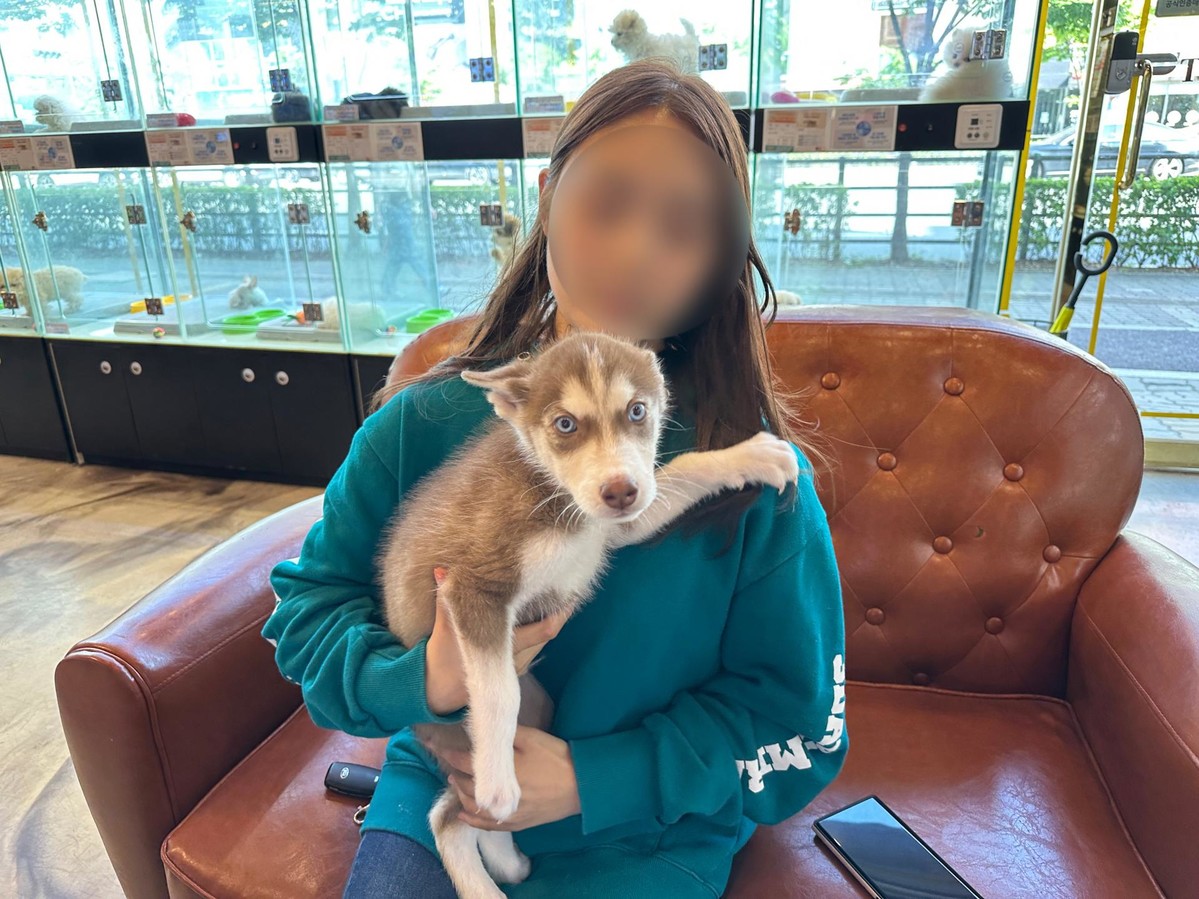 허스키 자크 프렌치불독크기 빠삐용크기 파피용크기 사모예드크기 스피츠크기 시바견크기 시베리안허스키크기 시츄크기 요크셔테리어크기 웰시코기크기 이탈리아그레이하운드크기 치와와크기