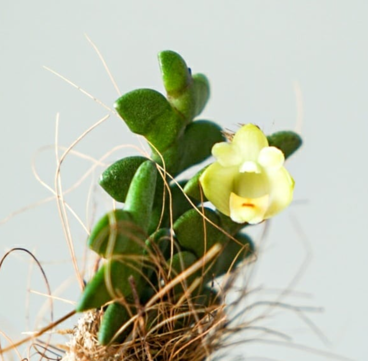 Dendrobium leonis : 식물을 키우는 감각