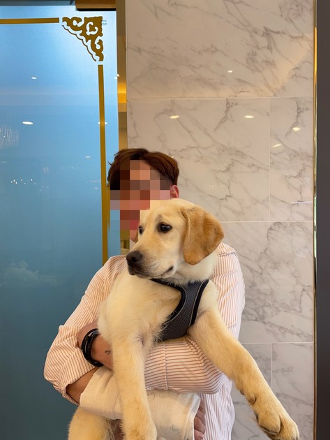 래브라도 리트리버 아담이 대형견책임분양 미니비숑프리제책임분양 토이푸들책임분양 골든리트리버책임분양 래브라도리트리버책임분양 닥스훈트책임분양 도베르만책임분양 말티치책임분양 말티폼