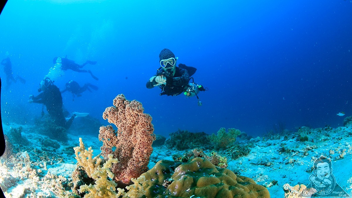 Scuba diving in Cebu, Philippines : 빅보스다이브
