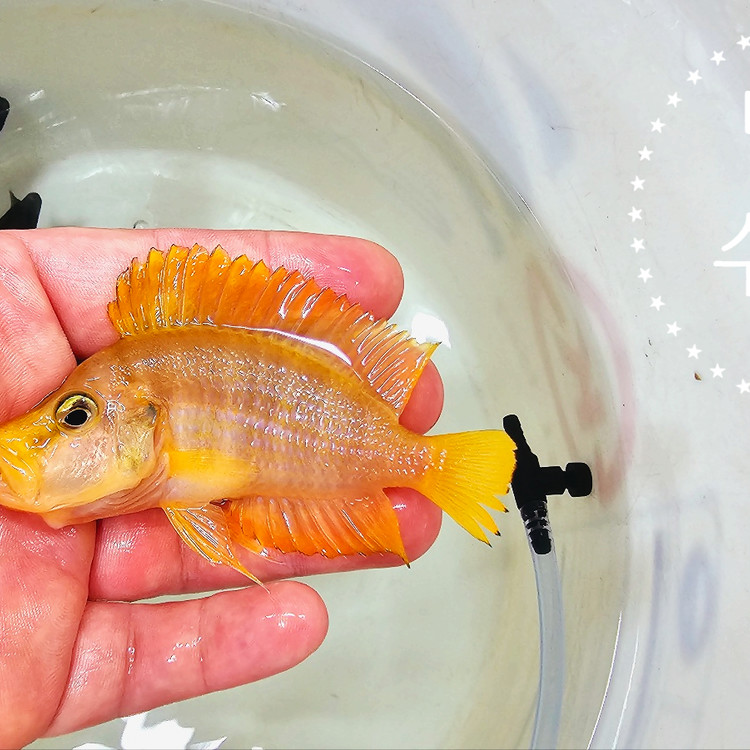 컴프리 만다린 [ Altolamprologus compressiceps mandarin ] : 백경수족관