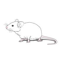 Mouse (lateral) : INFOGRAPHY (인포그라피)