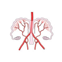 Mouse reproductive tract with artery : INFOGRAPHY (인포그라피)