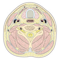 Neck (cross section) : INFOGRAPHY (인포그라피)