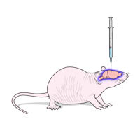 Mouse brain (injection) : INFOGRAPHY (인포그라피)