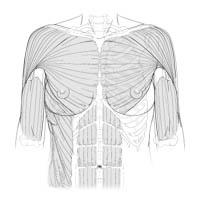 Chest muscle diagram 1 (female) : INFOGRAPHY (인포그라피)