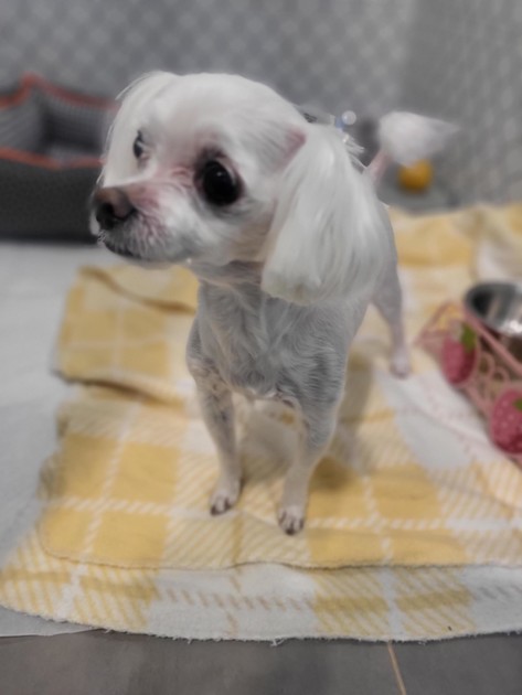 말티즈 코코 유기견입양 유기묘입양 강아지입양 소형견입양 중형견입양 대형견입양 말티즈입양 말티푸입양 비숑프리제입양 미니비숑프리제입양 포메라니안입양 푸들입양 골든리트리버입양