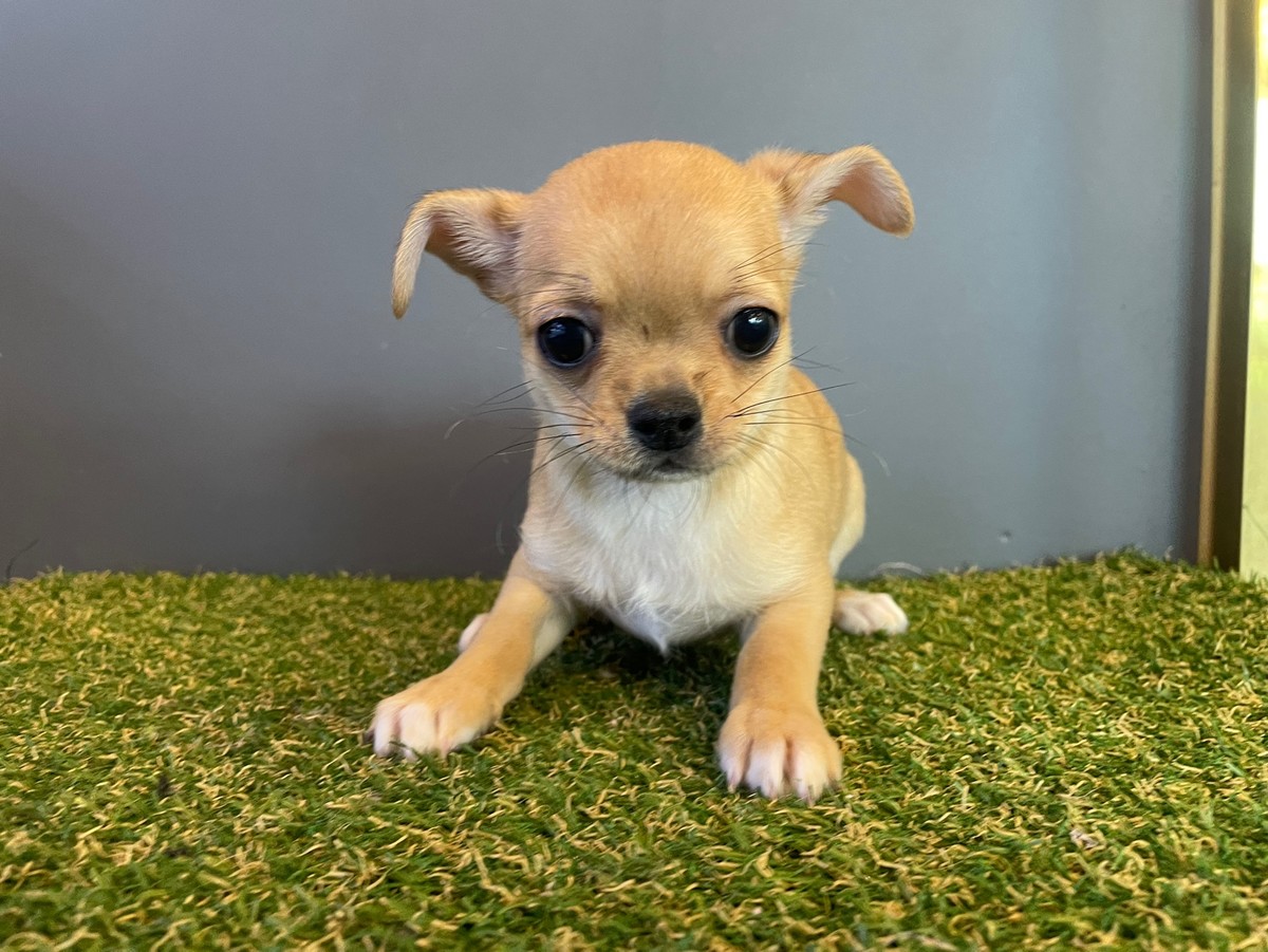 치와와 마루 애완견성격 반려견성격 소형견크기 중형견크기 미니비숑프리제크기 토이푸들크기 골든리트리버크기 래브라도리트리버크기 닥스훈트크기 도베르만크기 말티치크기 말티폼크기 보더