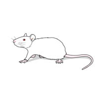 Mouse (lateral) : INFOGRAPHY (인포그라피)