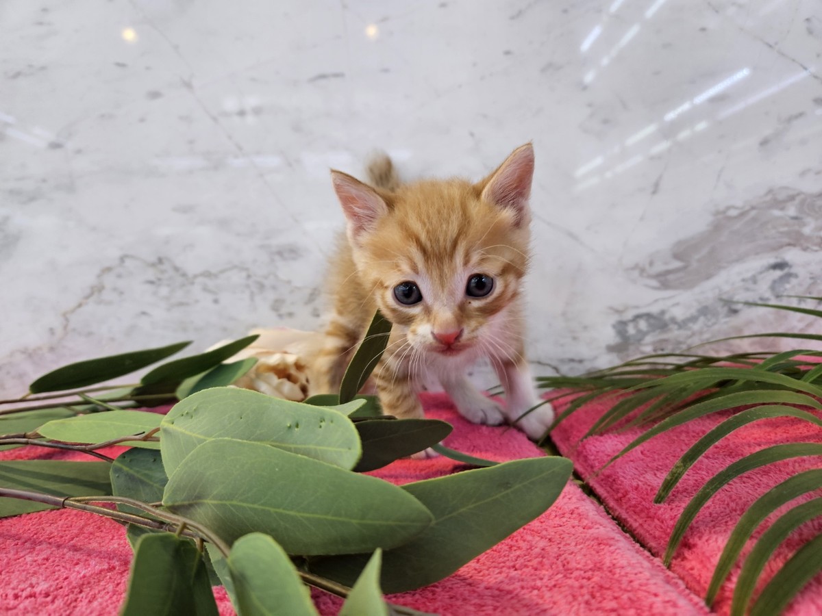 코리안 숏헤어 이로 엑조틱크기 터키시앙고라크기 페르시안크기 하이랜드폴드크기 애완견크기 반려견크기 소형견무료입양사이트 중형견무료입양사이트 대형견무료입양사이트 미니비숑프리제무료