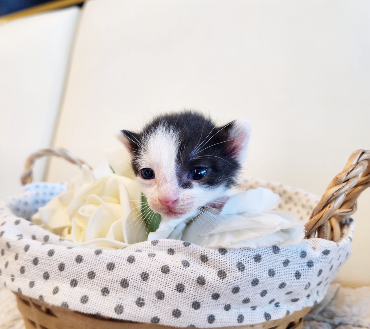코리안 숏헤어 젖소 말티푸전문무료분양 푸들전문무료분양 먼치킨전문무료분양 랙돌전문무료분양 브리티쉬숏헤어전문무료분양 스코티쉬폴드전문무료분양 러시안블루전문무료분양 강아지전문무료