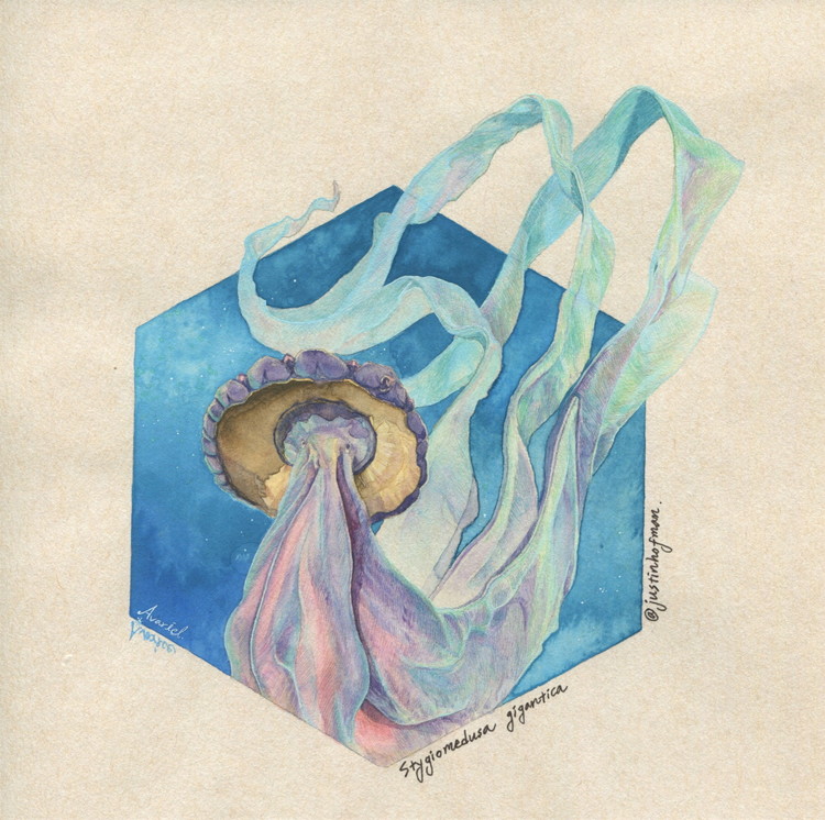 박창환 / Stygiomedusa gigantea : 아트마트10