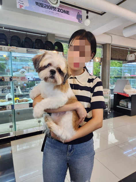 도그마루 보호소 시츄 콩이 사모예드책임분양 스피츠책임분양 시바견책임분양 시베리안허스키책임분양 시츄책임분양 요크셔테리어책임분양