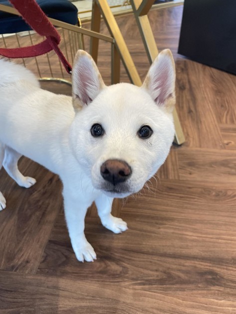 백시바이누 막둥이 포메라니안키우는방법 말티즈키우는방법 말티푸키우는방법 푸들키우는방법 먼치킨키우는방법 랙돌키우는방법 브리티쉬숏헤어키우는방법 스코티쉬폴드키우는방법 러시안블루