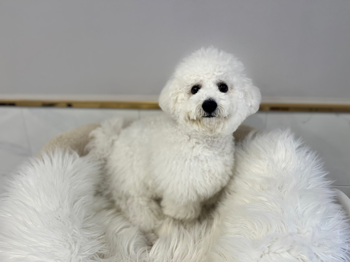 비숑프리제 몽이 폼스키크기 폼치크기 폼피츠크기 푸숑크기 노르웨이숲크기 데본렉스크기 뱅갈크기 샴크기 셀커크렉스크기 스핑크스크기 아메리칸숏헤어크기 아메리칸컬크기 아비시니안크기