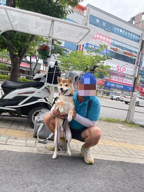 시바이누 도리 고양이보호소 유기견보호소 유기묘보호소 비숑프리제책임분양 포메라니안책임분양 말티즈책임분양 말티푸책임분양 푸들책임분양 먼치킨책임분양 랙돌책임분양 브리티쉬숏헤어책임