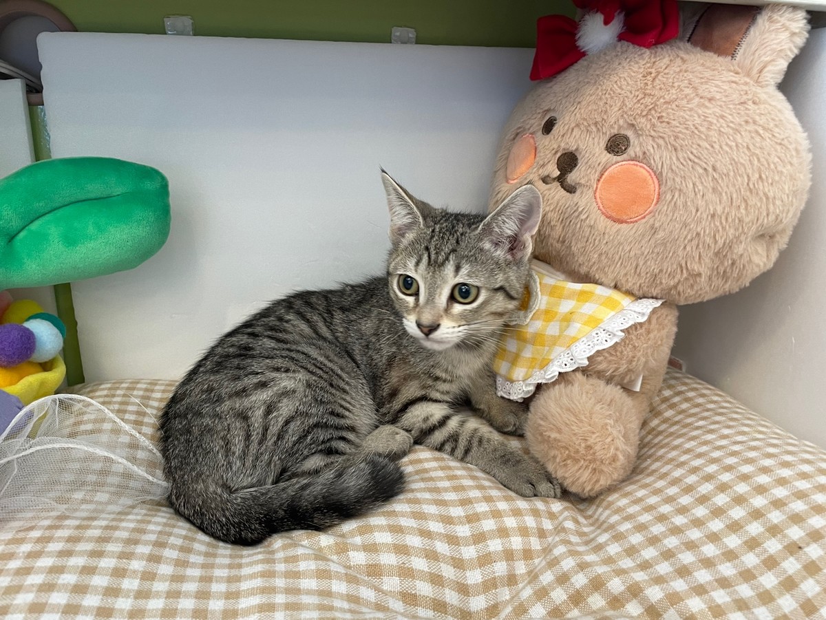 브리티시숏헤어 밤이 비숑프리제무료입양사이트 포메라니안무료입양사이트 말티즈무료입양사이트 말티푸무료입양사이트 푸들무료입양사이트 먼치킨무료입양사이트 랙돌무료입양사이트 브리티쉬숏