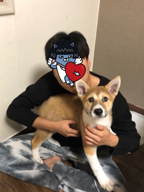 시바이누혼종 잭 사모예드특징 스피츠특징 시바견특징 시베리안허스키특징 시츄특징 요크셔테리어특징 웰시코기특징 이탈리아그레이하운드특징 치와와특징 코카스파니엘특징 폼스키특징 폼치