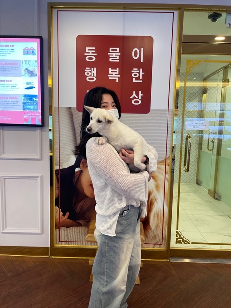 진도믹스 달래 말티즈크기 말티푸크기 푸들크기 먼치킨크기 랙돌크기 브리티쉬숏헤어크기 스코티쉬폴드크기 러시안블루크기 강아지크기 고양이크기 유기견임시보호 유기묘임시보호 강아지임시