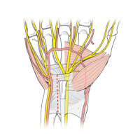 Hand nerve and blood supply : INFOGRAPHY (인포그라피)
