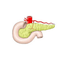 Blood supply of the pancreas 4 : INFOGRAPHY (인포그라피)