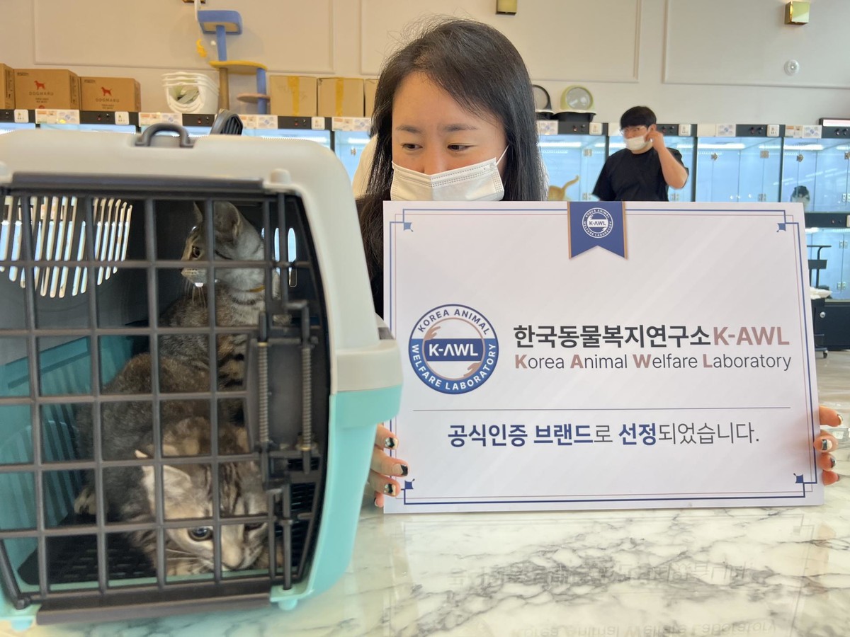 브리티시숏헤어 낮이 말티즈크기 말티푸크기 푸들크기 먼치킨크기 랙돌크기 브리티쉬숏헤어크기 스코티쉬폴드크기 러시안블루크기 강아지크기 고양이크기 유기견임시보호 유기묘임시보호