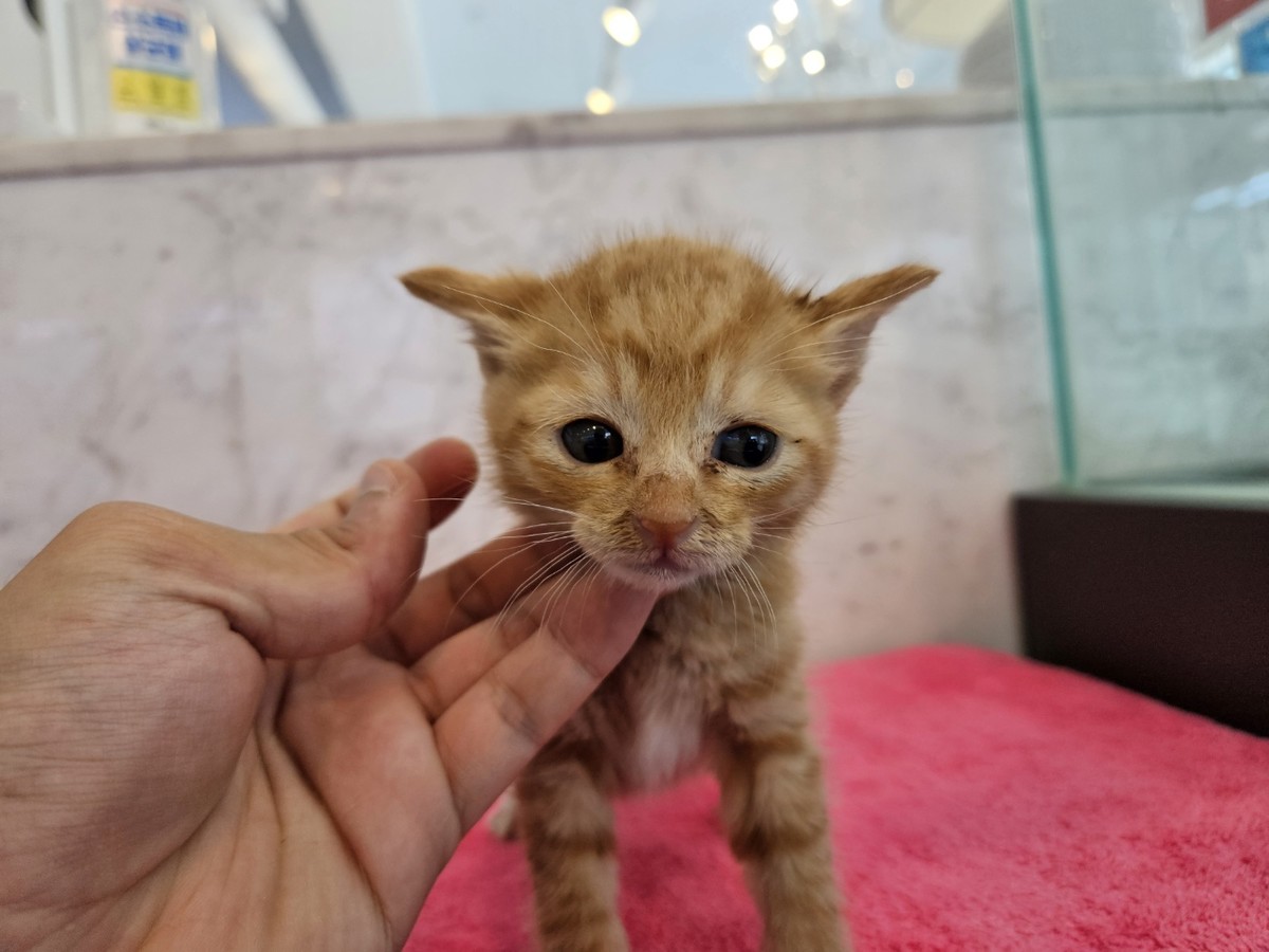 코리안숏헤어 도레 프렌치불독크기 빠삐용크기 파피용크기 사모예드크기 스피츠크기 시바견크기 시베리안허스키크기 시츄크기 요크셔테리어크기 웰시코기크기 이탈리아그레이하운드크기 치와와