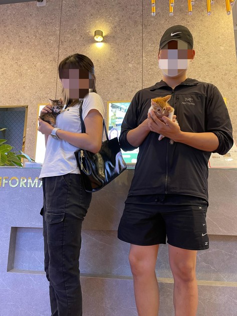 코리안숏헤어 케이 푸숑책임분양 노르웨이숲책임분양 데본렉스책임분양 뱅갈책임분양 샴책임분양 셀커크렉스책임분양 스핑크스책임분양