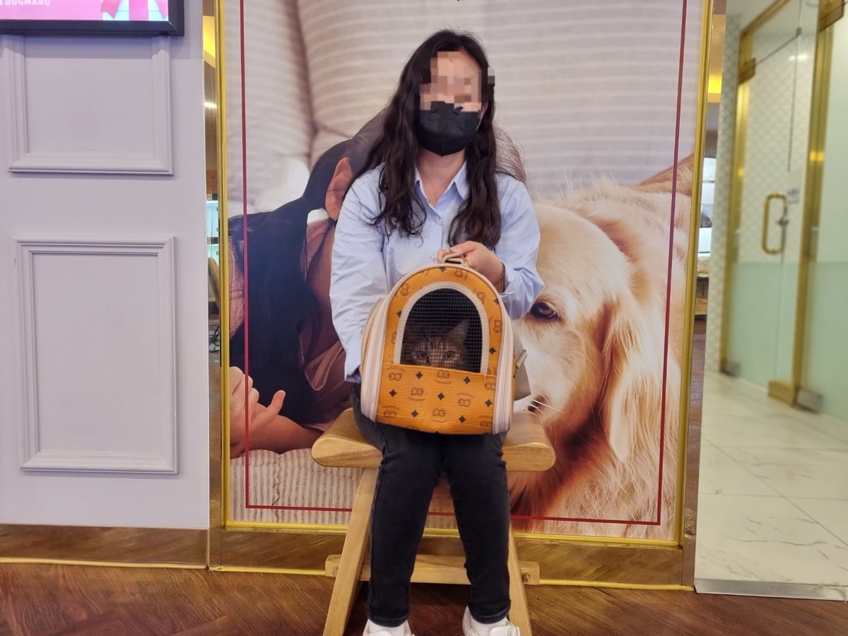 코리안숏헤어 초 하이랜드폴드책임분양 애완견책임분양 반려견책임분양 소형견키우는방법 중형견키우는방법 대형견키우는방법 미니비숑프리제키우는방법 토이푸들키우는방법 골든리트리버키우는