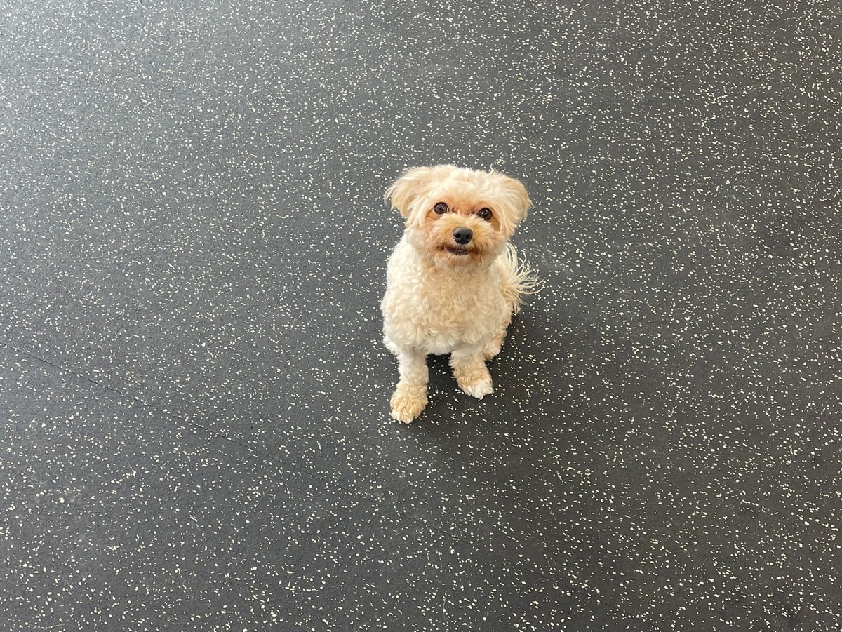 말티푸 마루 유기견입양 유기묘입양 강아지입양 소형견입양 중형견입양 대형견입양 말티즈입양 말티푸입양 비숑프리제입양 미니비숑프리제