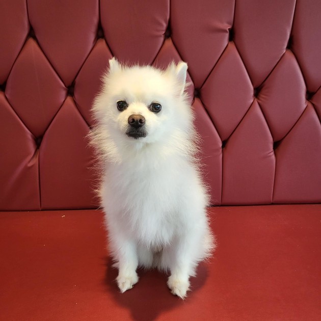 폼피츠 포니 유기견입양 유기묘입양 강아지입양 소형견입양 중형견입양 대형견입양 말티즈입양 말티푸입양 비숑프리제입양 미니비숑프리제입양 포메라니안입양 푸들입양 골든리트리버입양