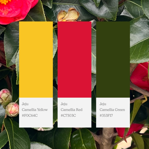 2월의 색, 동백나무 방풍림 : tutti colori 뚜띠콜로리