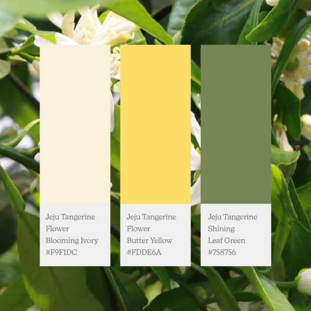 5월의 색, 제주 감귤꽃 : tutti colori 뚜띠콜로리