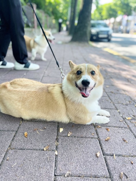 웰시코기 똘똘 말티즈크기 말티푸크기 푸들크기 먼치킨크기 랙돌크기 브리티쉬숏헤어크기 스코티쉬폴드크기 러시안블루크기 강아지크기 고양이크기 유기견임시보호 유기묘임시보호 강아지임시