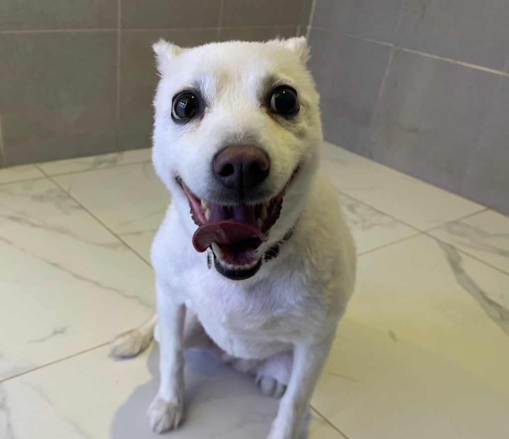 스피츠믹스 꿍이 이탈리아그레이하운드입양 치와와입양 폼스키입양 폼치입양 폼피츠입양 푸숑입양 고양이입양 랙돌입양 러시안블루입양 먼치킨입양 브리티쉬숏헤어입양 노르웨이숲입양 뱅갈