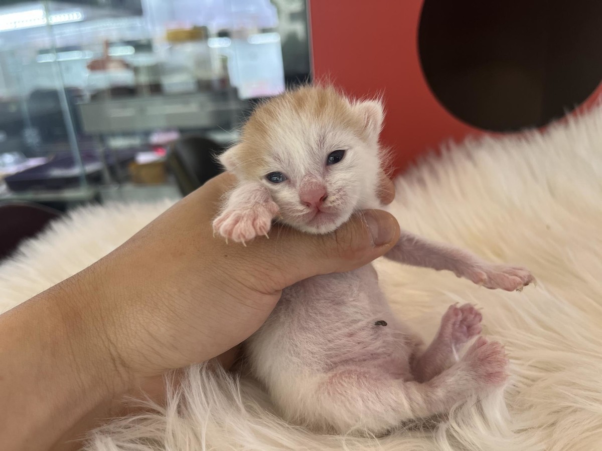 코리안숏헤어 김해외동3 털빠짐없는브리티쉬숏헤어키우기 털빠짐없는스코티쉬폴드키우기 털빠짐없는러시안블루키우기 털빠짐없는강아지키우기 털빠짐없는고양이키우기 털빠짐없는강아지종류