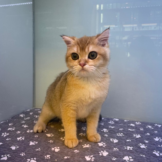 브리티쉬숏헤어 감자 폼스키크기 폼치크기 폼피츠크기 푸숑크기 노르웨이숲크기 데본렉스크기 뱅갈크기 샴크기 셀커크렉스크기 스핑크스크기 아메리칸숏헤어크기 아메리칸컬크기 아비시니안