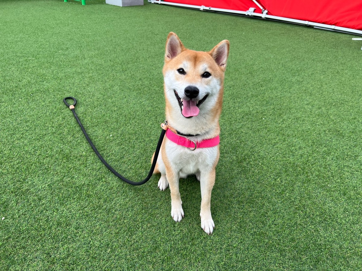 시바이누 후추 푸숑책임분양 노르웨이숲책임분양 데본렉스책임분양 뱅갈책임분양 샴책임분양 셀커크렉스책임분양 스핑크스책임분양 아메리칸