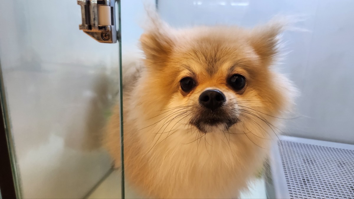 폼피츠 명이 엑조틱크기 터키시앙고라크기 페르시안크기 하이랜드폴드크기 애완견크기 반려견크기 소형견무료입양사이트 중형견무료입양사이트 대형견무료입양사이트 미니비숑프리제무료입양