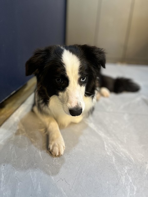 보더콜리 탄이 유기묘무료입양사이트 비숑프리제파양 포메라니안파양 말티즈파양 말티푸파양 푸들파양 먼치킨파양 랙돌파양 브리티쉬숏헤어파양 스코티쉬폴드파양 러시안블루파양 강아지파양