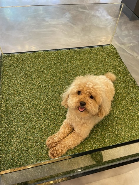 토이푸들 초코 대형견책임분양 미니비숑프리제책임분양 토이푸들책임분양 골든리트리버책임분양 래브라도리트리버책임분양 닥스훈트책임분양 도베르만책임분양 말티치책임분양 말티폼책임분양